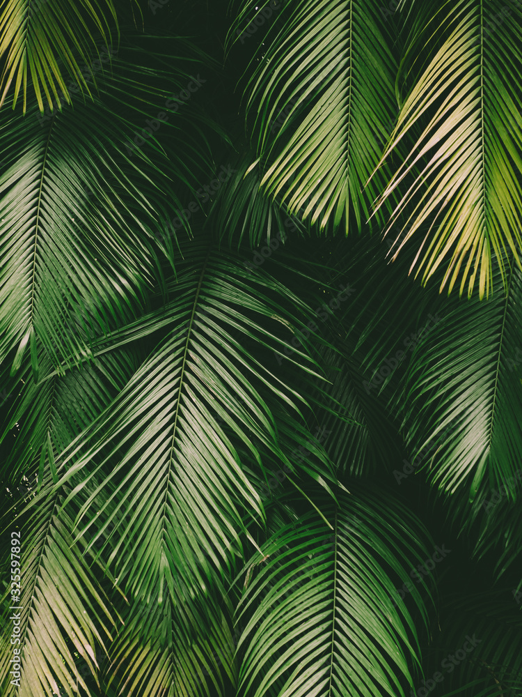 Tropical palm leaf background Stock Photo | Adobe Stock