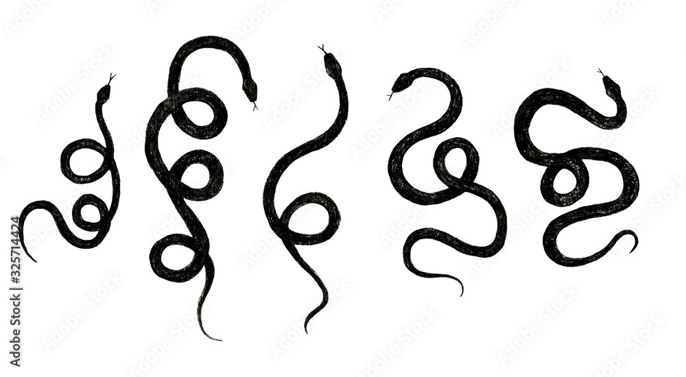 set of different snakes pencil drawing, vintage style graphic black and ...