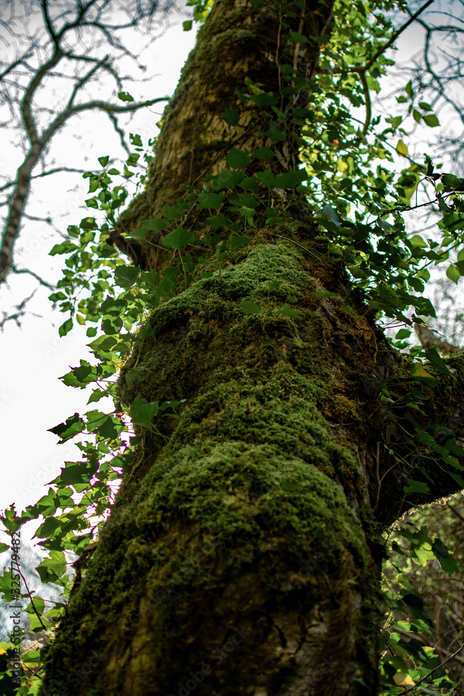 Tronco de árbol con musgo. Stock Photo | Adobe Stock