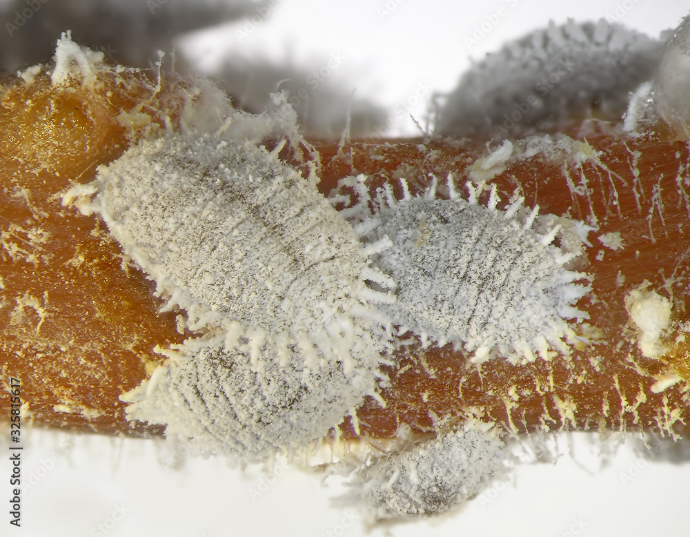 Scale insect, Citrus mealybug, Planococcus citri (Hemiptera) is one of ...