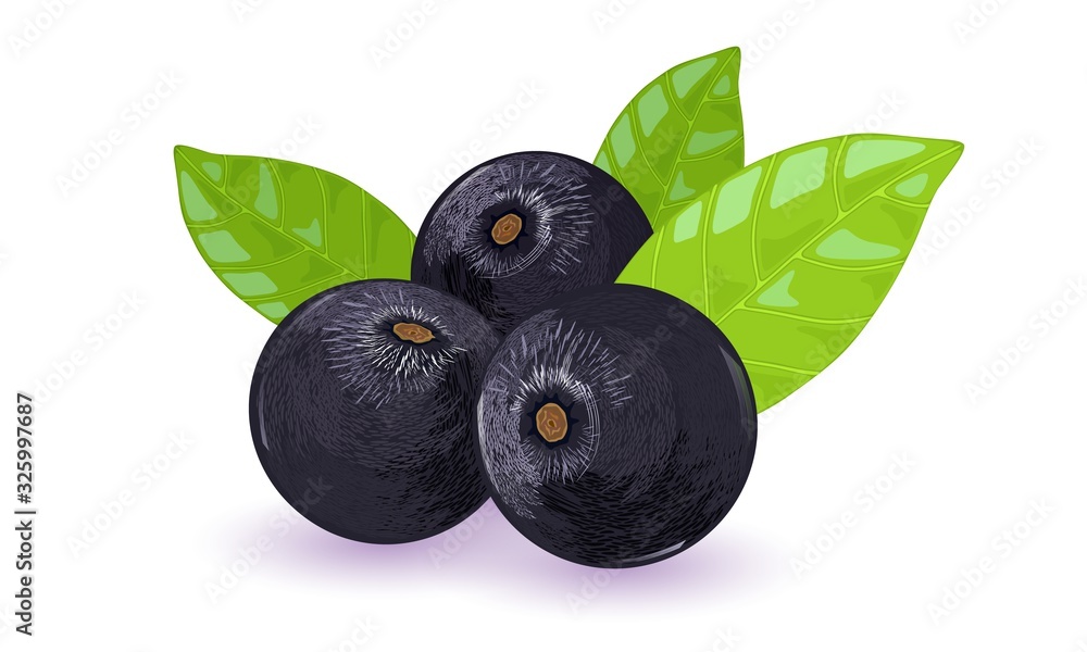 Ripe palm tree or acai berries with green leaves. Round black-purple ...