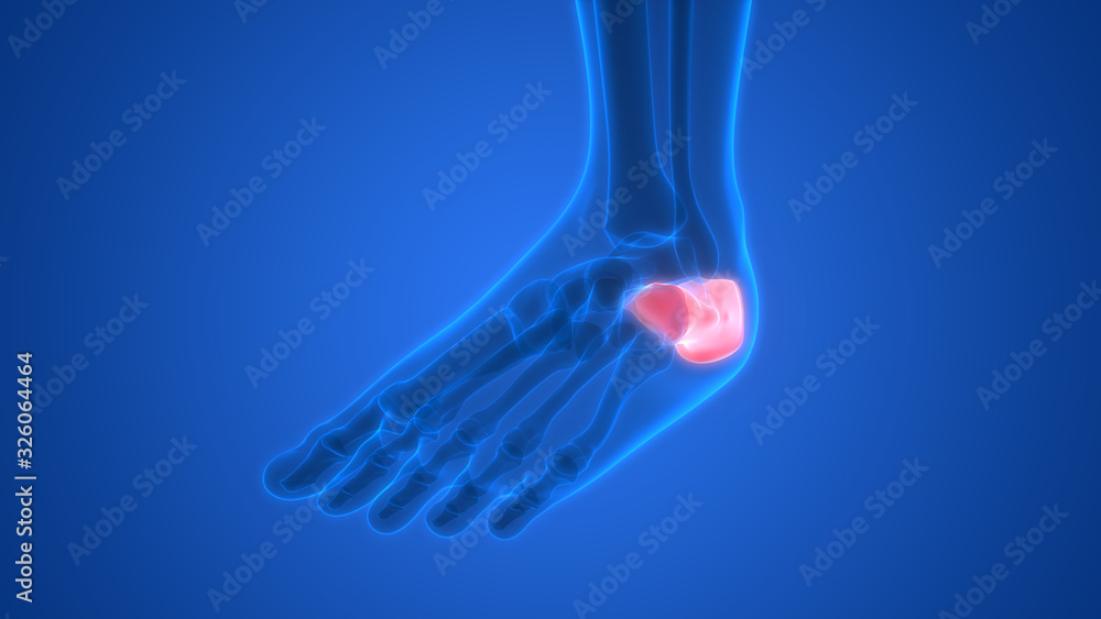Human Skeleton System Calcaneus Bone Anatomy Stock Illustration | Adobe ...