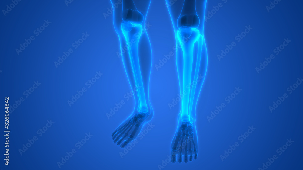 Human Skeleton System Tibia and Fibula Bone Joints Anatomy Stock ...