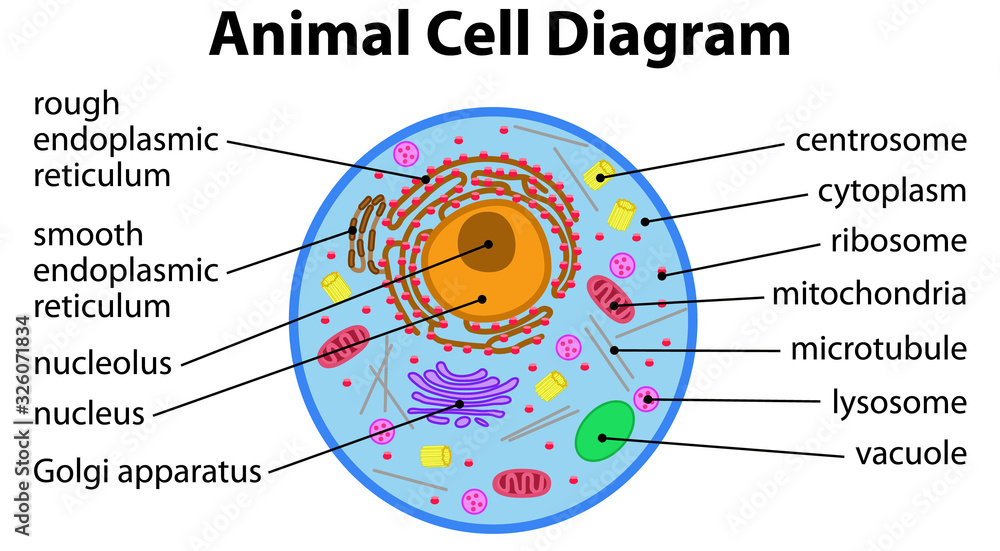 Diagram of an Animal Cell Stock Vector | Adobe Stock