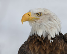Bald Eagle Profile Free Stock Photo - Public Domain Pictures