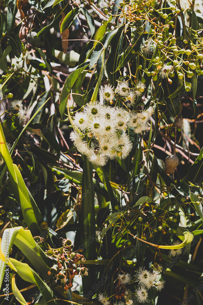 white flowering gum also called corymbia ficifolia snowflake eucalyptus ...