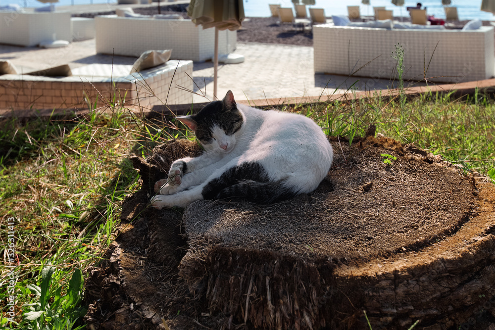 Cat sleeps on a stump on the beach.Sleeping black white cat. Beach ...