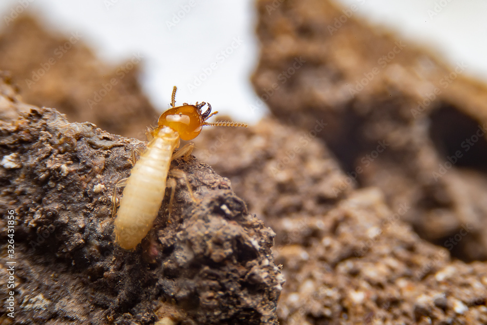 Selective focus of the small termite on decaying timber. The termite on ...