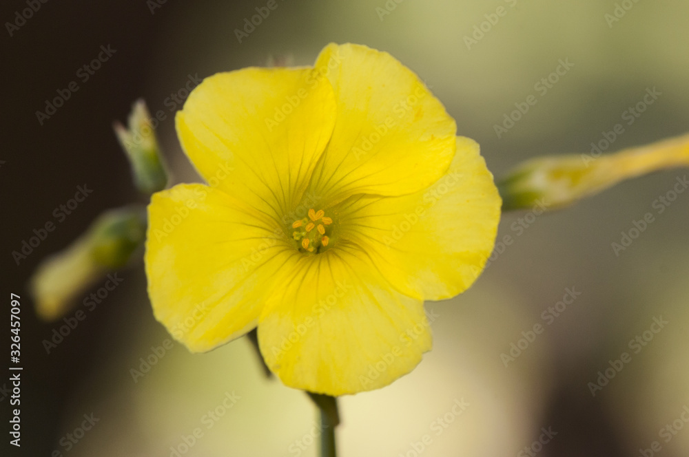 Oxalis pes caprae sourgrass or soursop yellow flower from South Africa ...