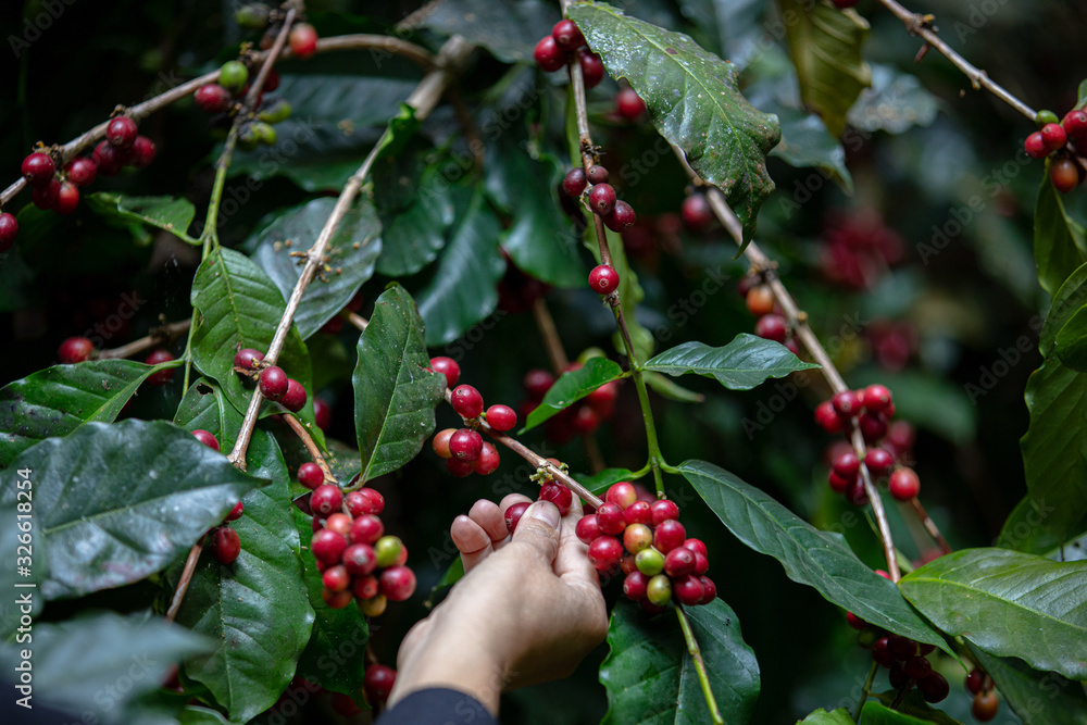 Kind of Typica coffee berries on branch with agriculturist hands by ...