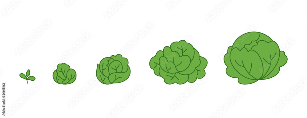 Cabbage plant. Growth stages. Ripening period. The life cycle of the ...