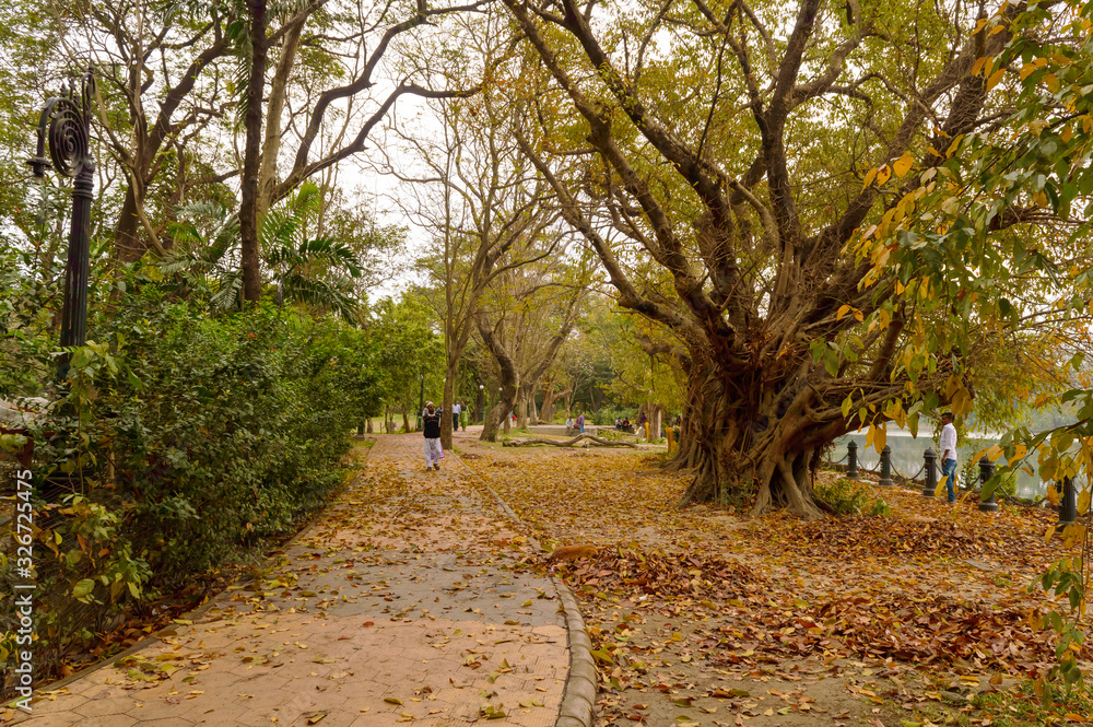 Photo Stock Beautiful Autumn Park in sunset sunlight. Forest pathway ...