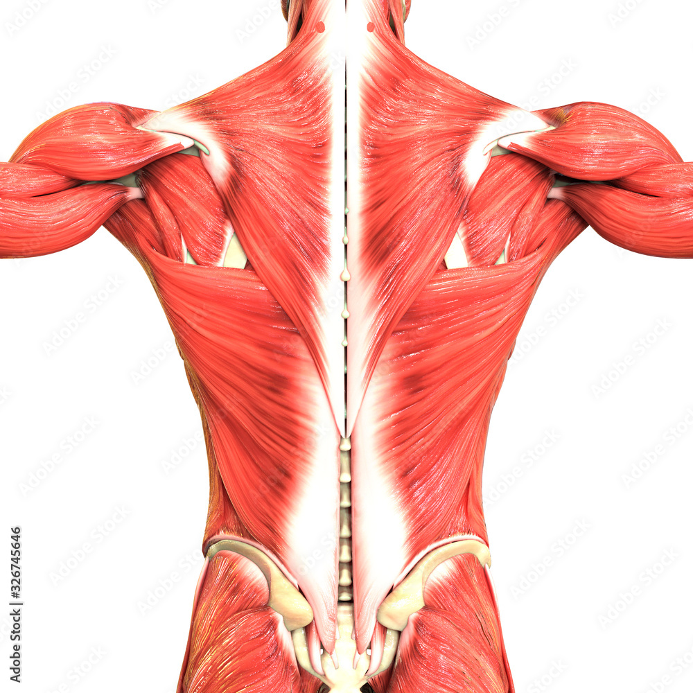 Human Muscular System Muscles Anatomy Stock Illustration | Adobe Stock