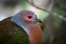 Fat Pigeon Free Stock Photo - Public Domain Pictures
