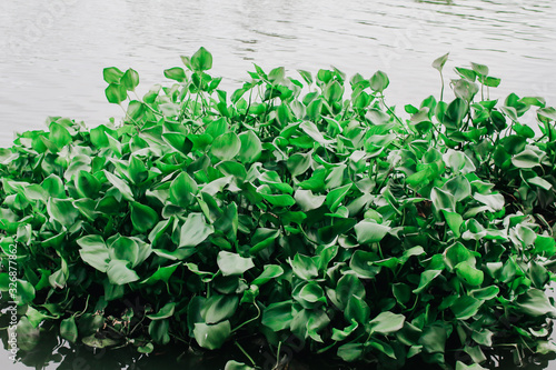 Group of water hyacinth floating in the river.Floating water hyacinth ...