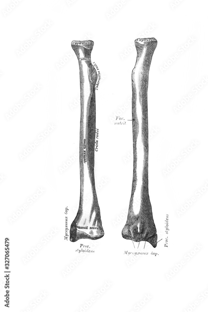 Right radial bone, front, back in the old book the Anatomie of a Human ...