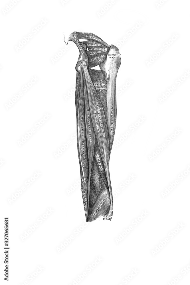 Muscles on the back of the thigh in the old book the Anatomie of a ...