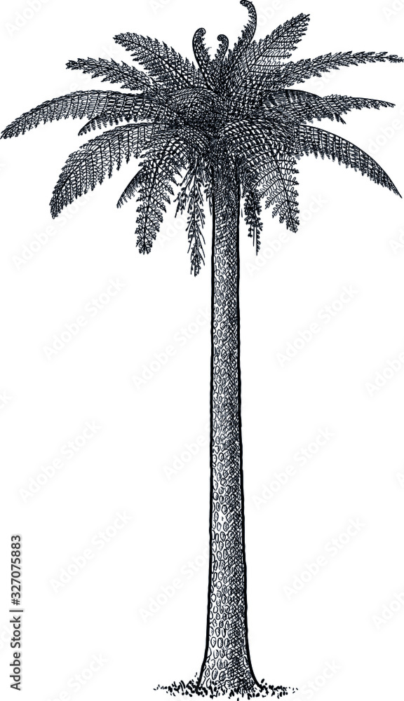 Prehistoric fern tree illustration, drawing, engraving, ink, line art ...