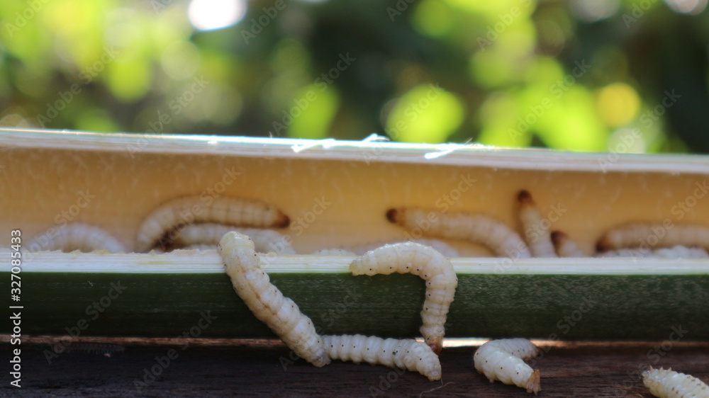 Omphisa fuscidenttalis Hampson is an edible worm that lives in bamboo ...