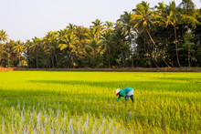 Goan Flowers - Yellow Free Stock Photo - Public Domain Pictures