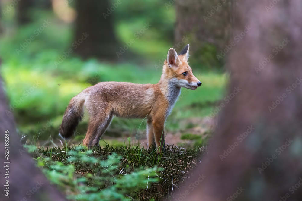 Red Fox. The species has a long history of association with humans.The ...