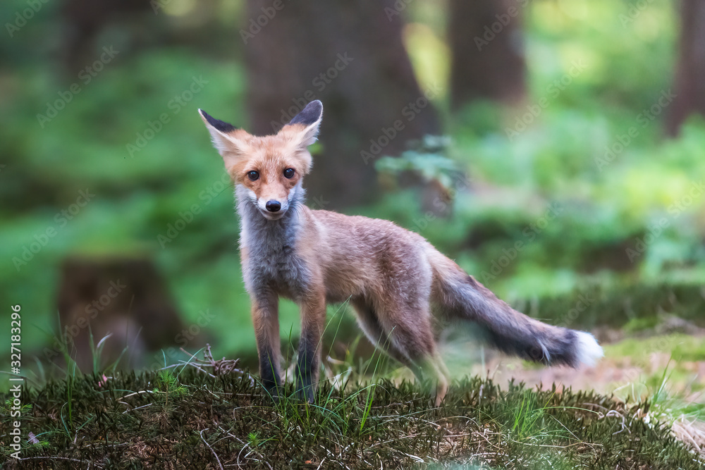 Stock-Foto „Red Fox. The species has a long history of association with ...