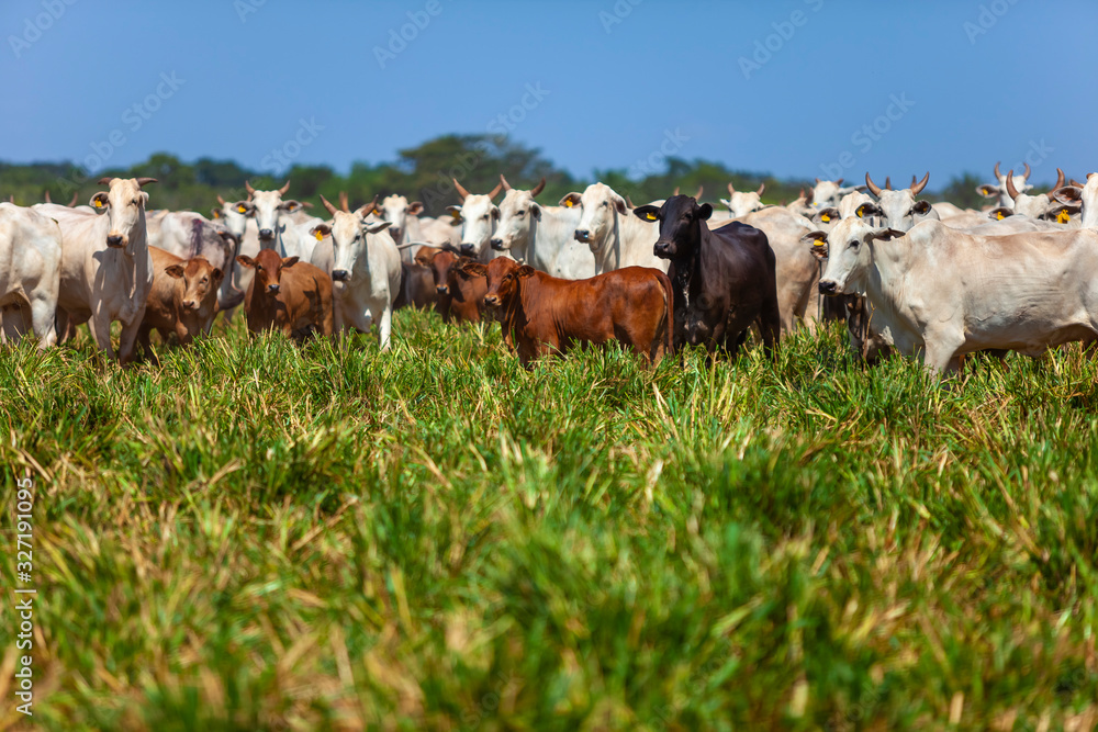 bezerros da raça Bonsmara no pasto e suas matrizes nelore Stock Photo ...