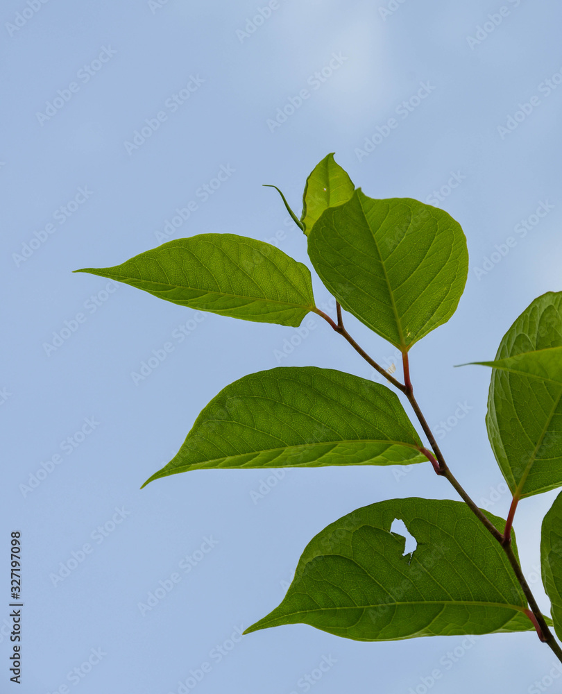 he fast-growing, invasive, plant Japanese knotweed or "Polygonum ...