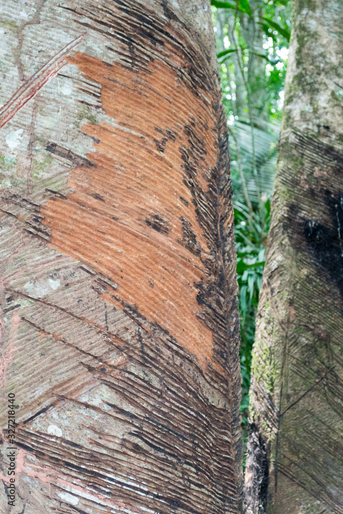 Detail of the bark of a rubber tree during the extraction process in ...
