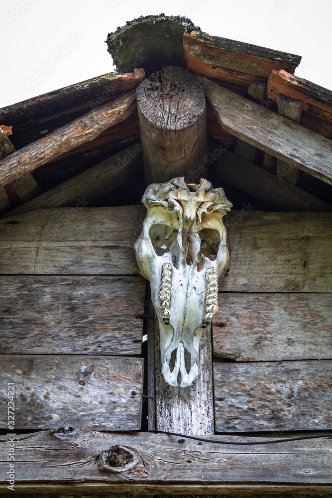 Bovine head carcass decorates a farm hut in a rural location in the ...