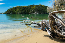 Dry Tree On A Tropical Beach Free Stock Photo - Public Domain Pictures