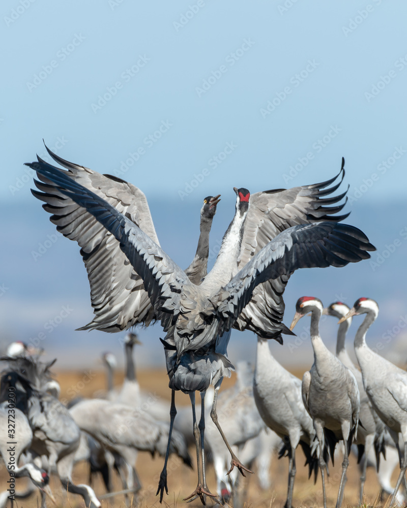 Dancing and jumping cranes, migratory birds, in the meadow at ...