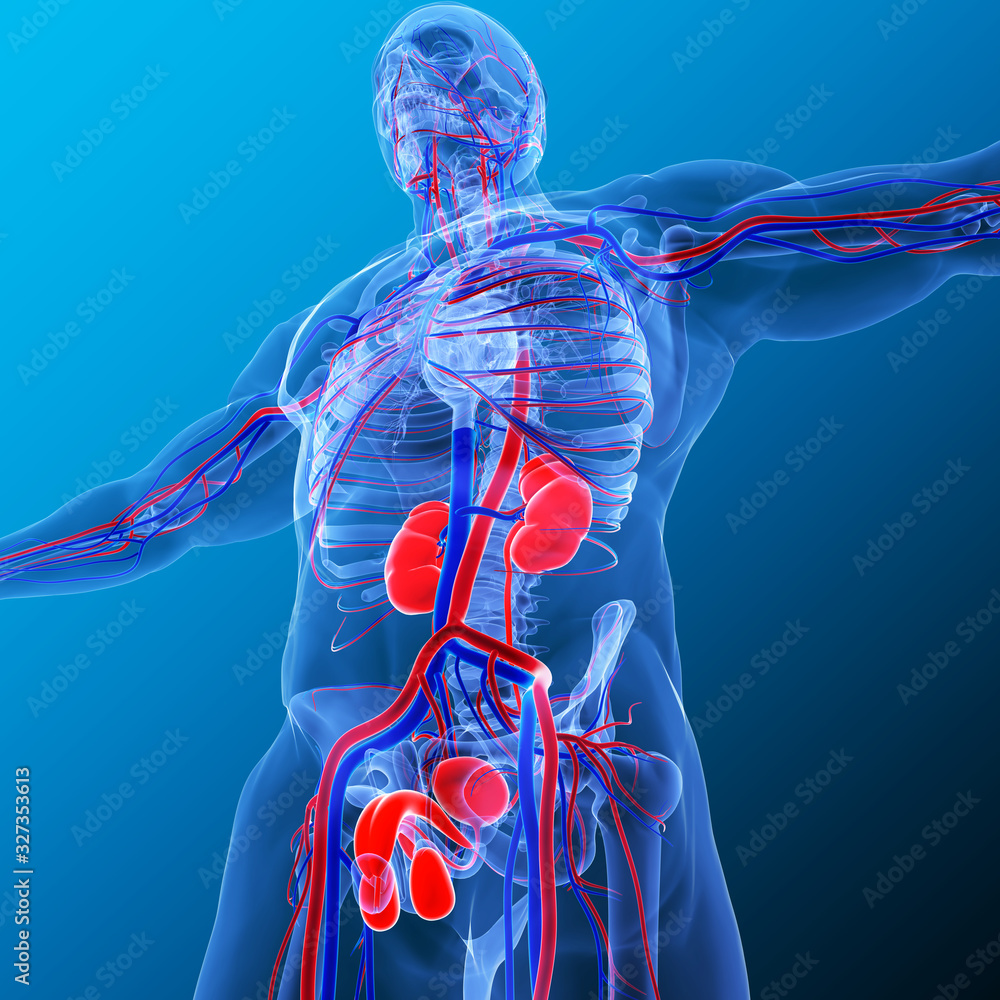 3D Illustration human male reproductive system Stock Illustration ...
