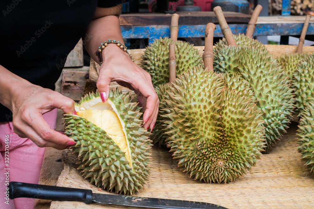 Gardeners cutting organic Durian fruit fresh tree at harvest ...
