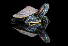 Red Eared Slider Turtle Free Stock Photo - Public Domain Pictures