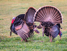 Turkey Couple Thanksgiving Gobble Free Stock Photo - Public Domain Pictures