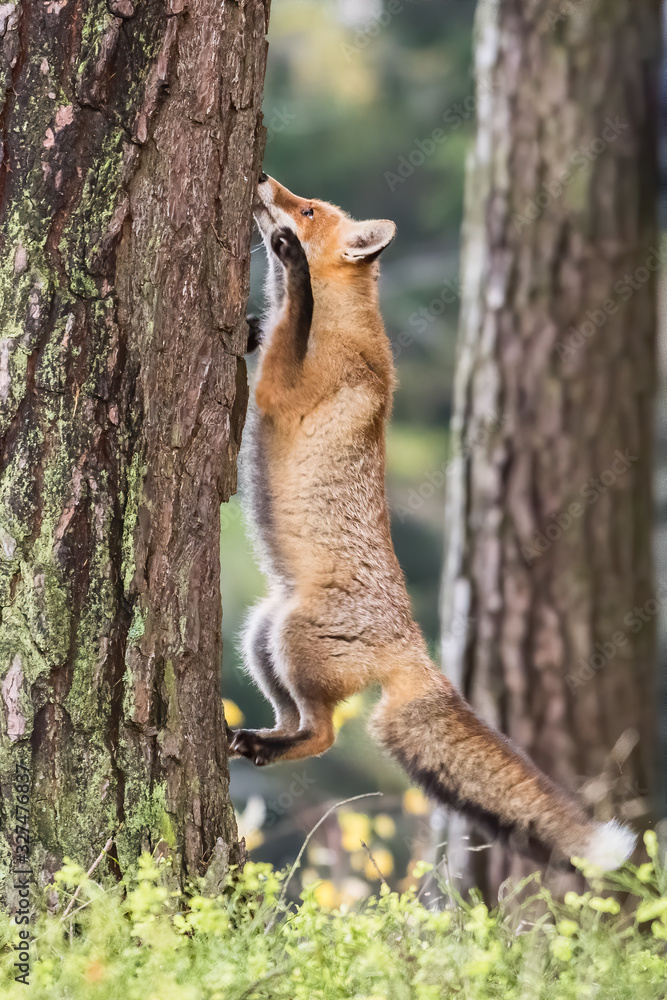 Red Fox. The species has a long history of association with humans.The ...