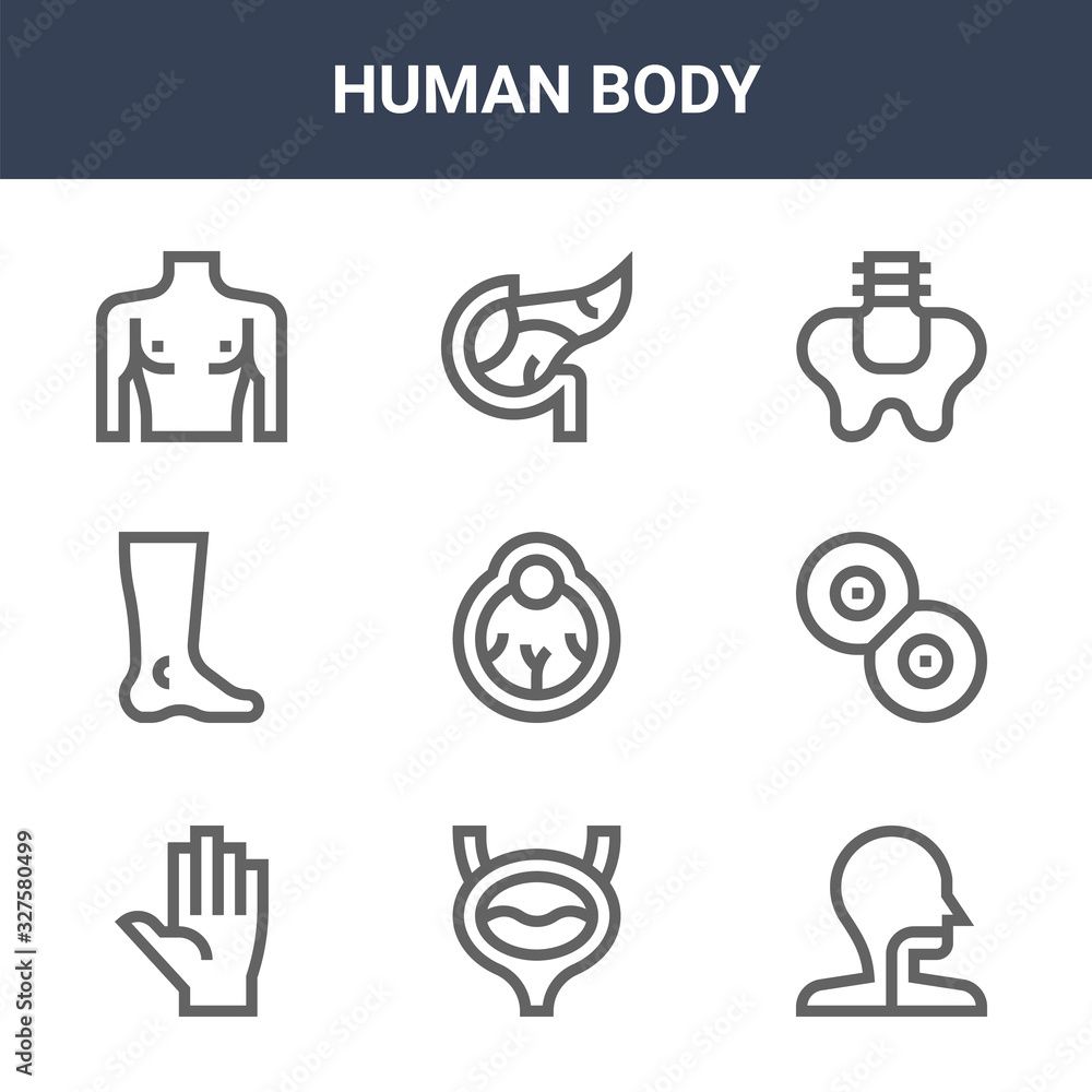 Image vectorielle Stock 9 human body icons pack. trendy human body ...