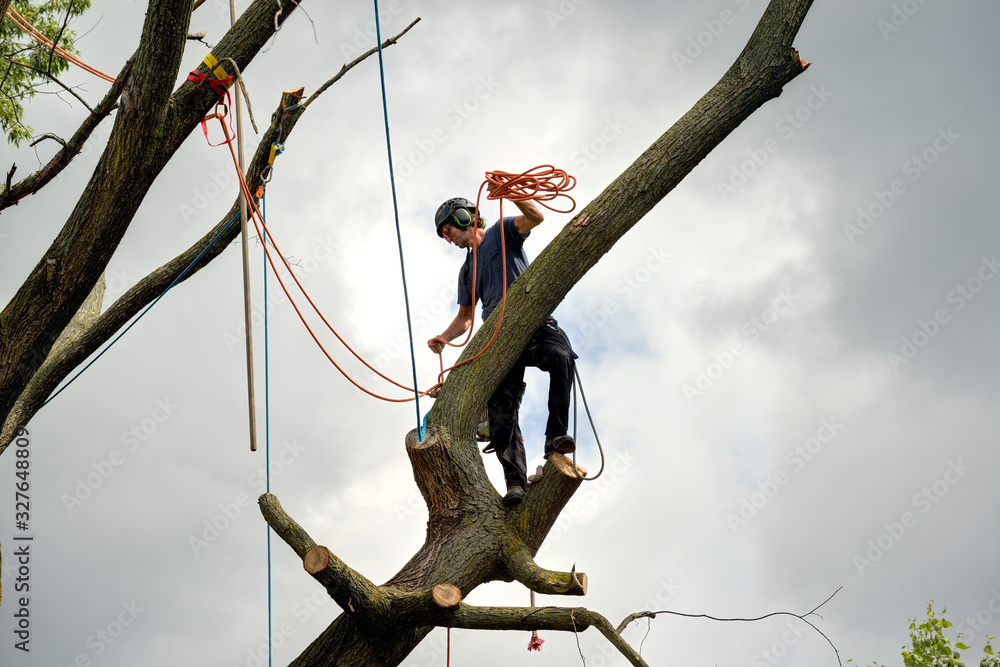 Arborist Cowboy. Professional climber on elm tree rigging ropes and ...