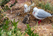 Seagull Family Free Stock Photo - Public Domain Pictures