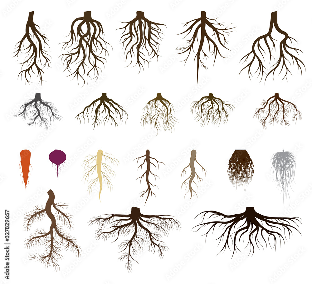 Root system set vector illustrations. Taproot and fibrous rooted brown ...