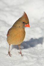 Female Northern Cardinal Close-up Free Stock Photo - Public Domain Pictures