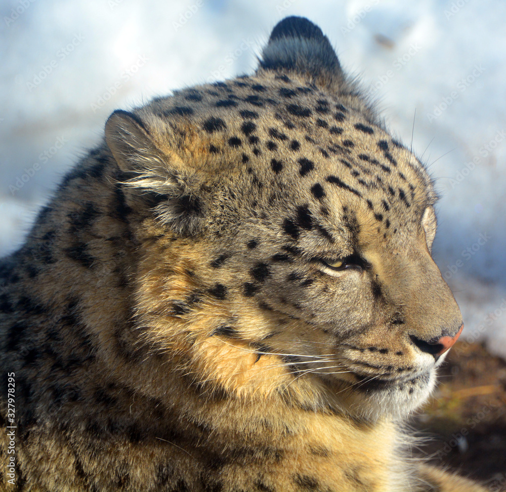 The snow leopard is a large cat native to the mountain ranges of ...
