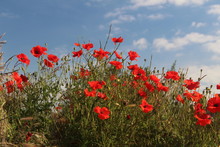 Poppy Pod And Red Poppy Free Stock Photo - Public Domain Pictures