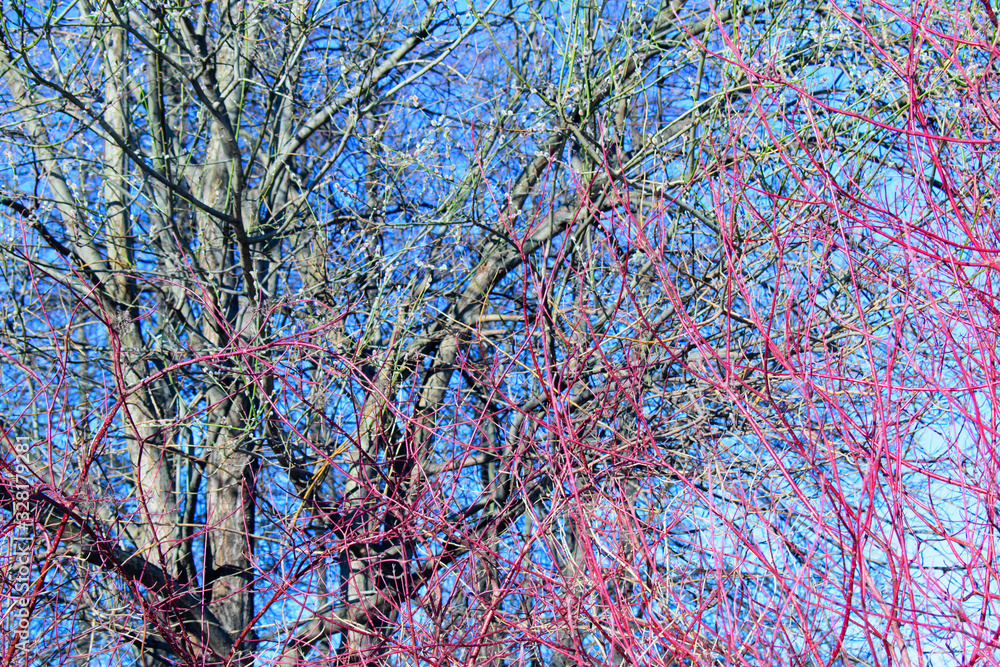 pink branches of a bush in a park in spring Stock Photo | Adobe Stock