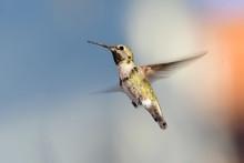Hummingbird In Flight Free Stock Photo - Public Domain Pictures