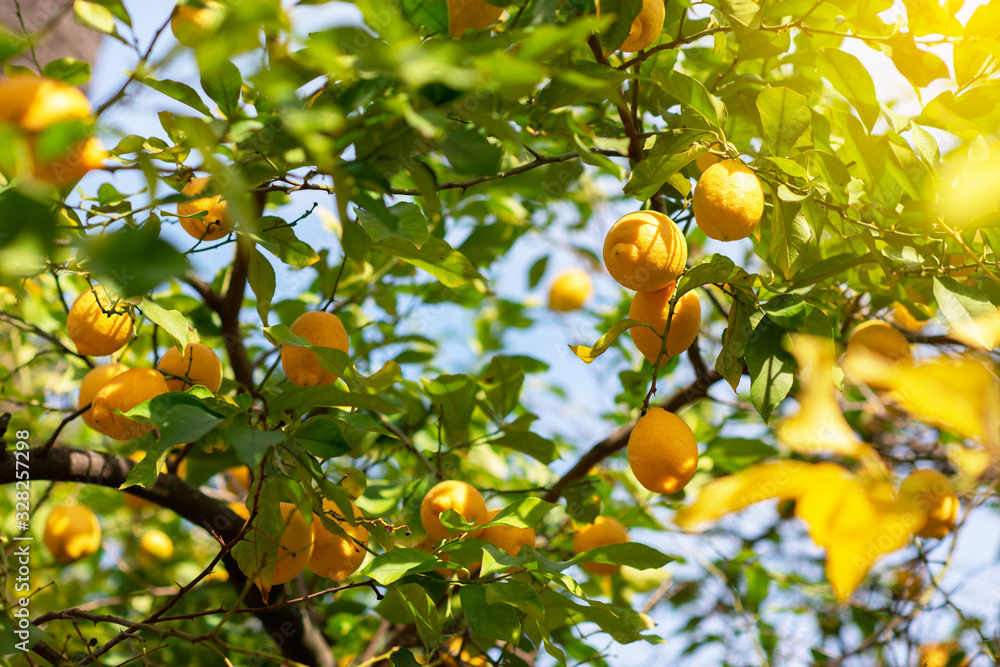 Lemon tree with ripe fruits. Branch of fresh ripe lemons with leaves in ...