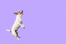 Happy Bouncing Dog Free Stock Photo - Public Domain Pictures