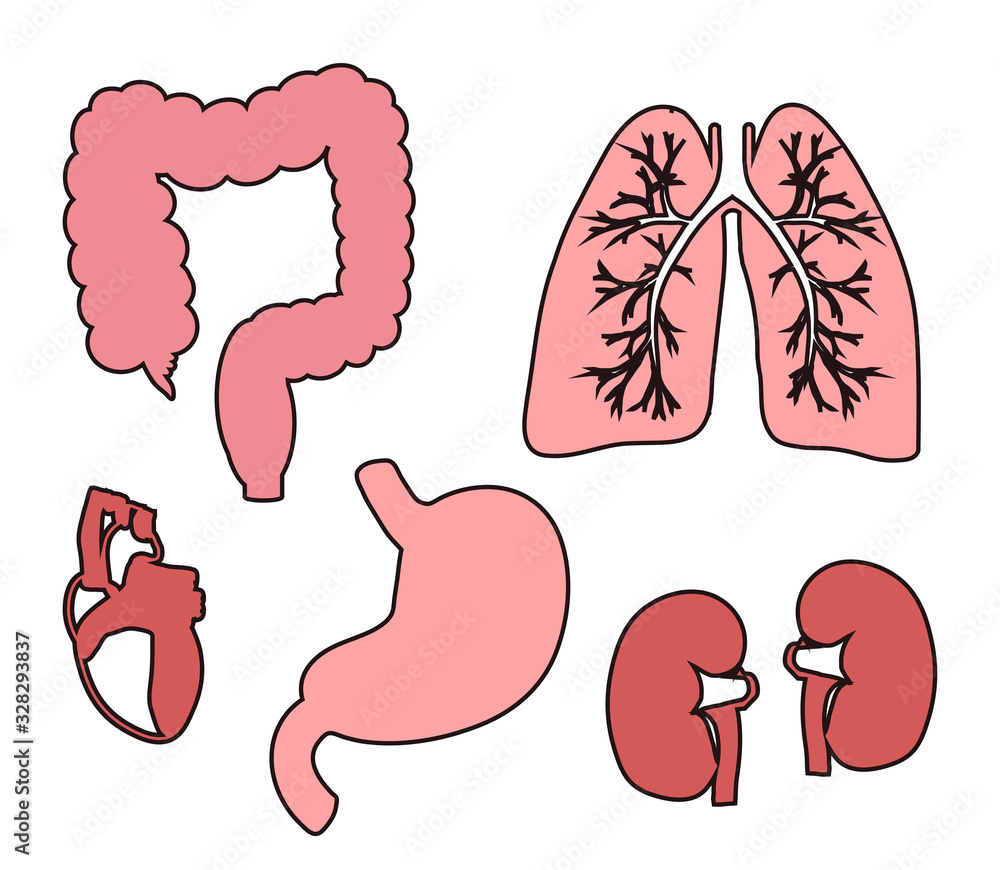 Human organs on a white background. Anatomy. Vector illustration. Stock ...
