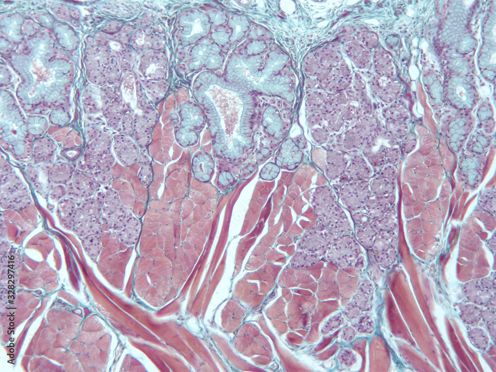 Histology of human tissue, show epithelial tissue and connective tissue ...